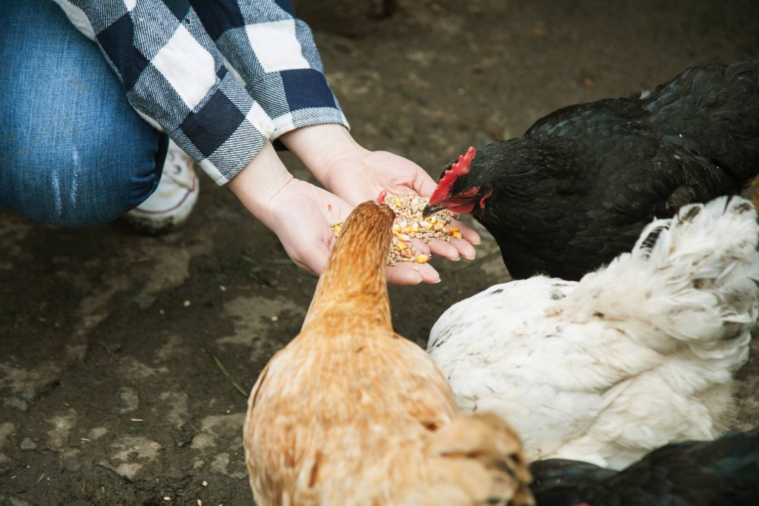 A Guide to Poultry Parasites - Backyard Poultry